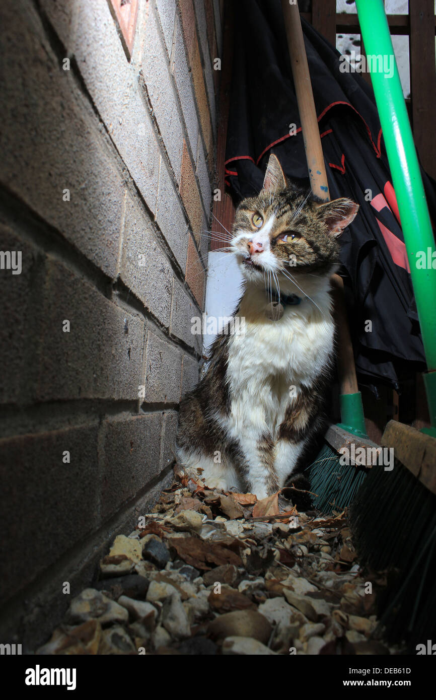 Former feral cat hi-res stock photography and images - Alamy