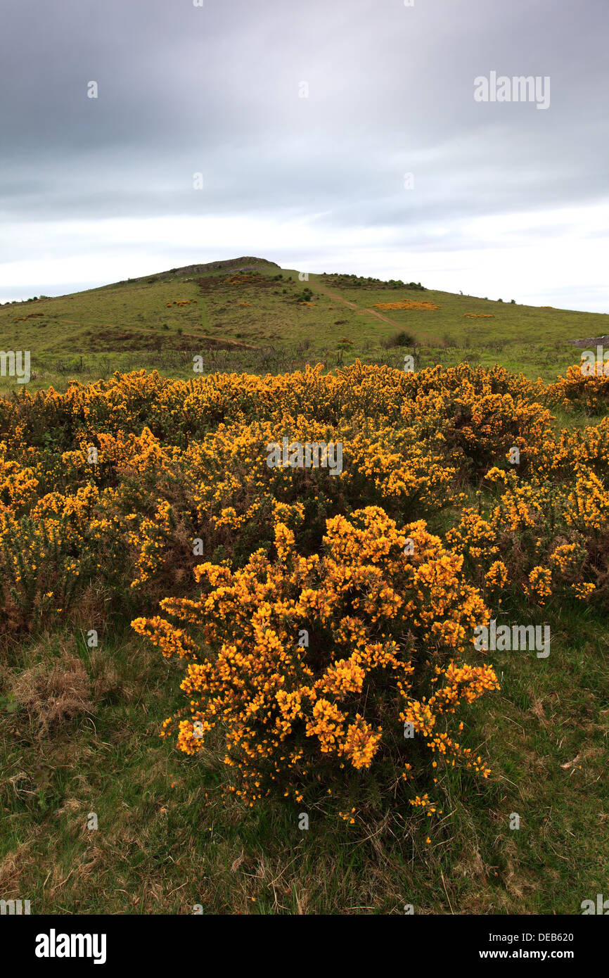 Summer, Wavering Down, Somerset Levels, Mendip Hills, Somerset County ...