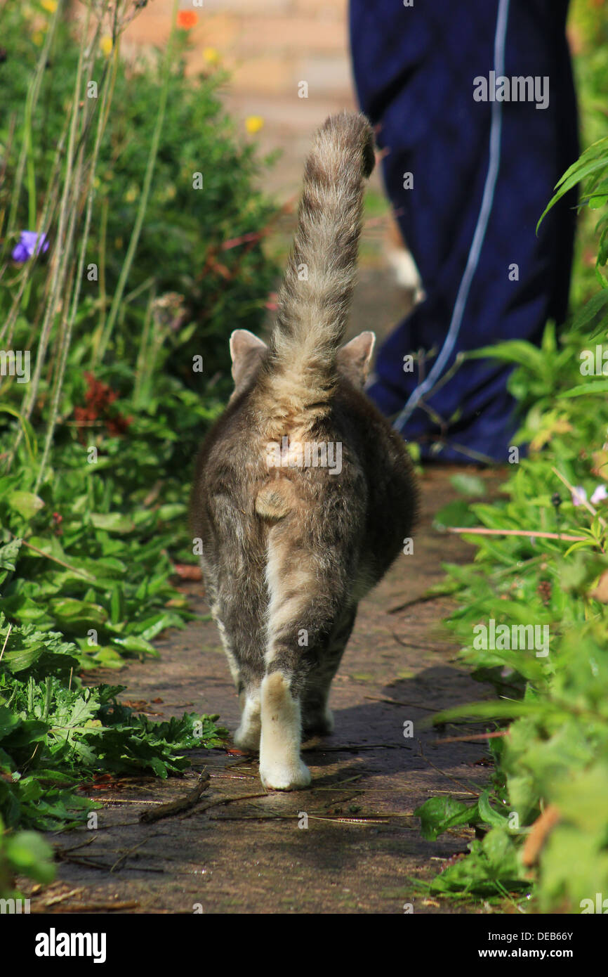 Whole tom cat walking along path Stock Photo - Alamy