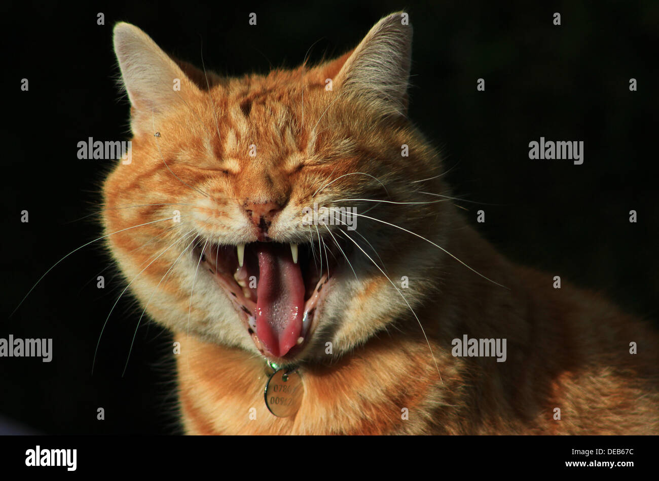 Laughing cat hi-res stock photography and images - Alamy