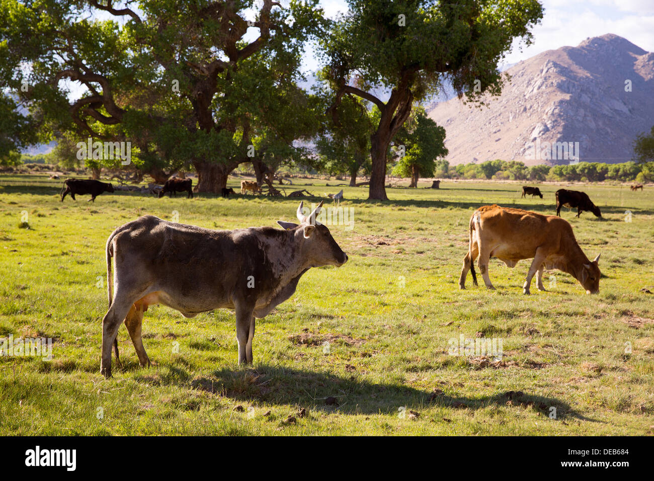 California dairy cow and calf hi-res stock photography and images - Alamy