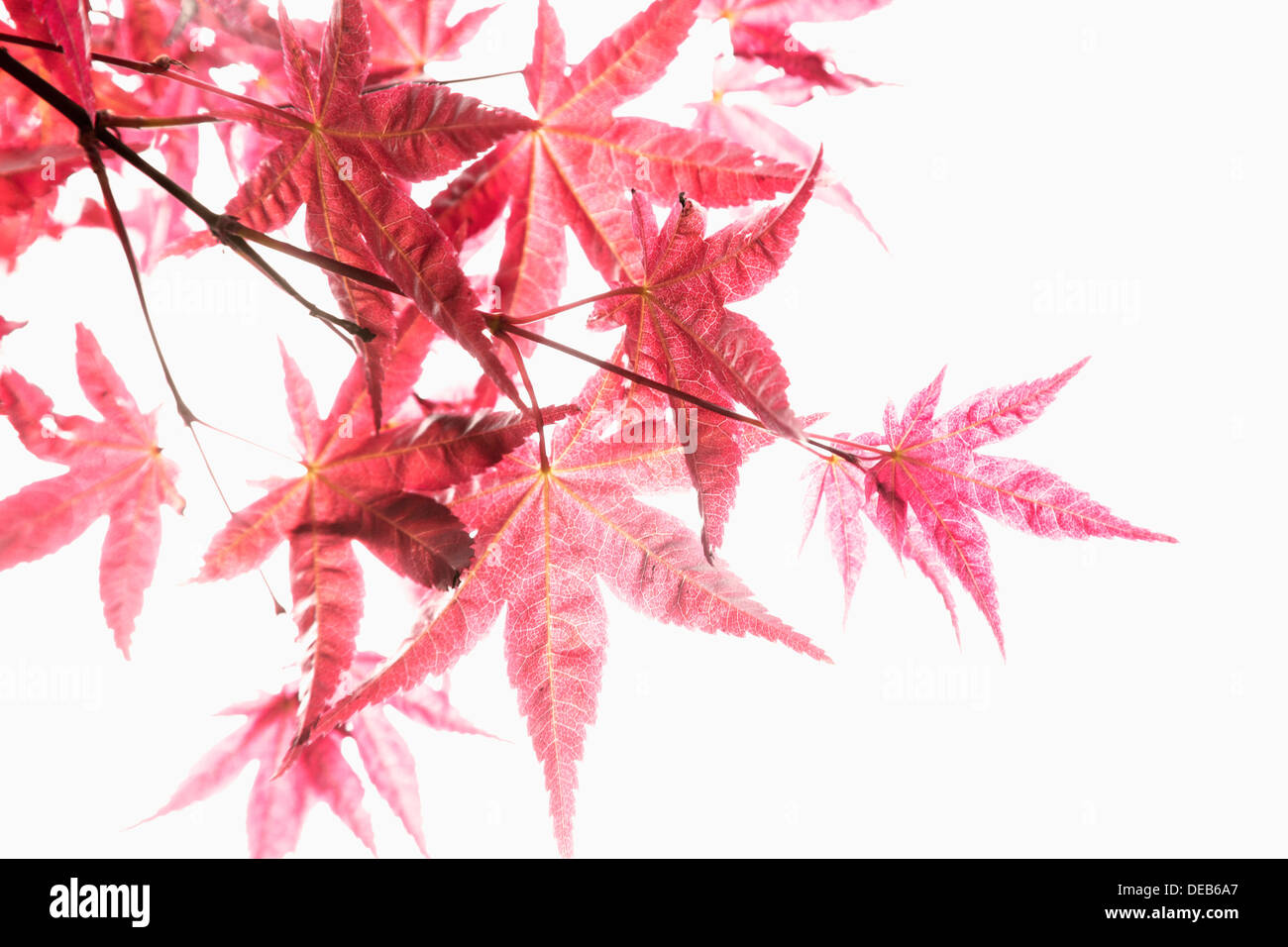 Fragrant maple hi-res stock photography and images - Alamy