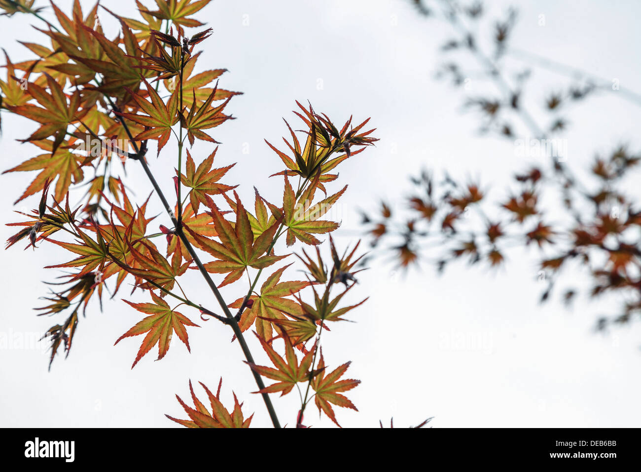 Fragrant maple hi-res stock photography and images - Alamy