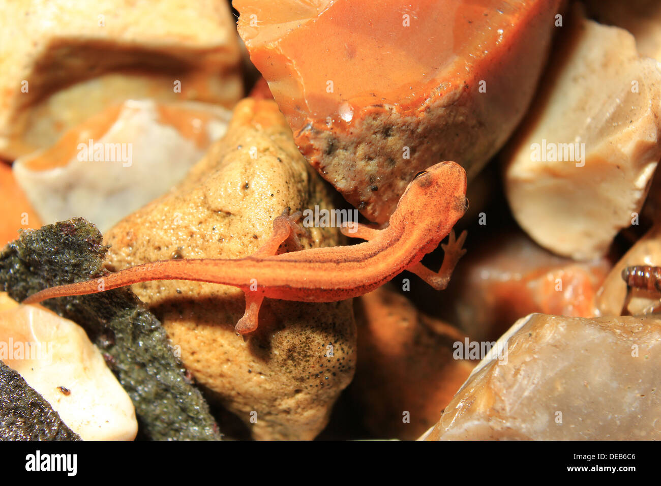 Great Crested Newt Uk High Resolution Stock Photography and Images - Alamy