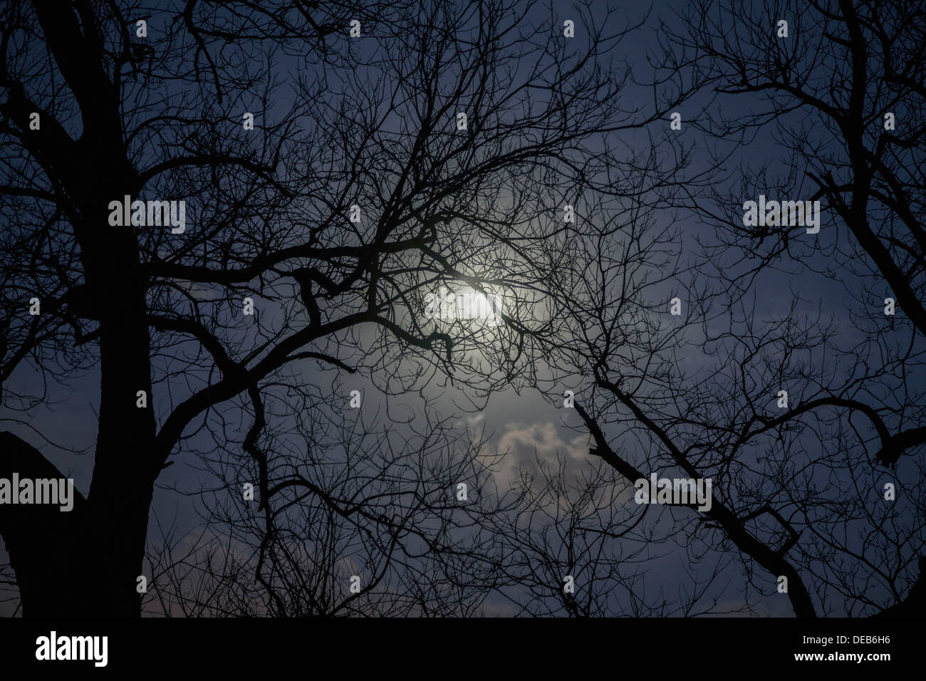Silhouette of trees in the moonlight Stock Photo - Alamy