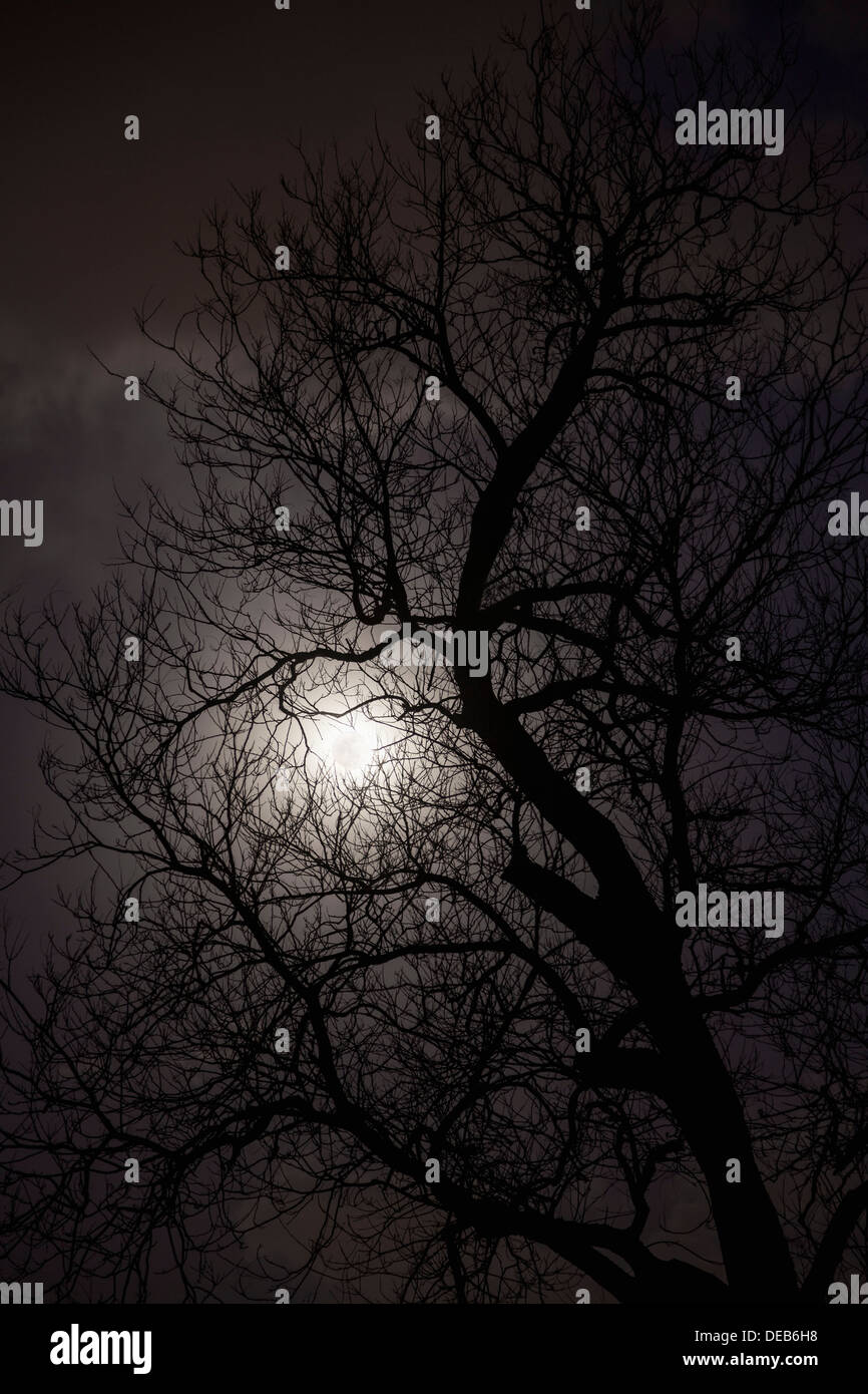 Silhouette of trees in the moonlight Stock Photo - Alamy