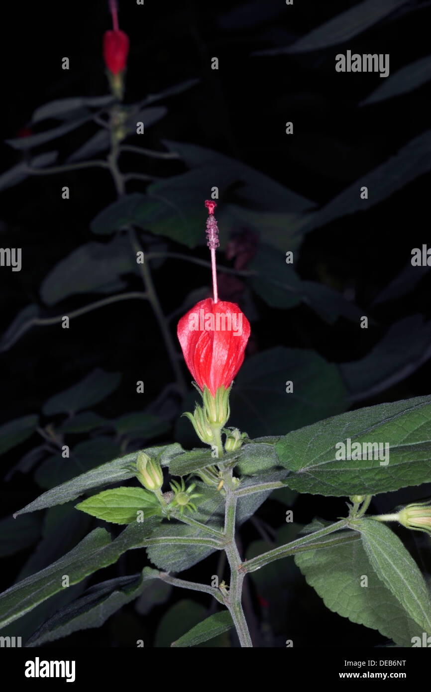 Manzanilla Stock Photos & Manzanilla Stock Images - Alamy