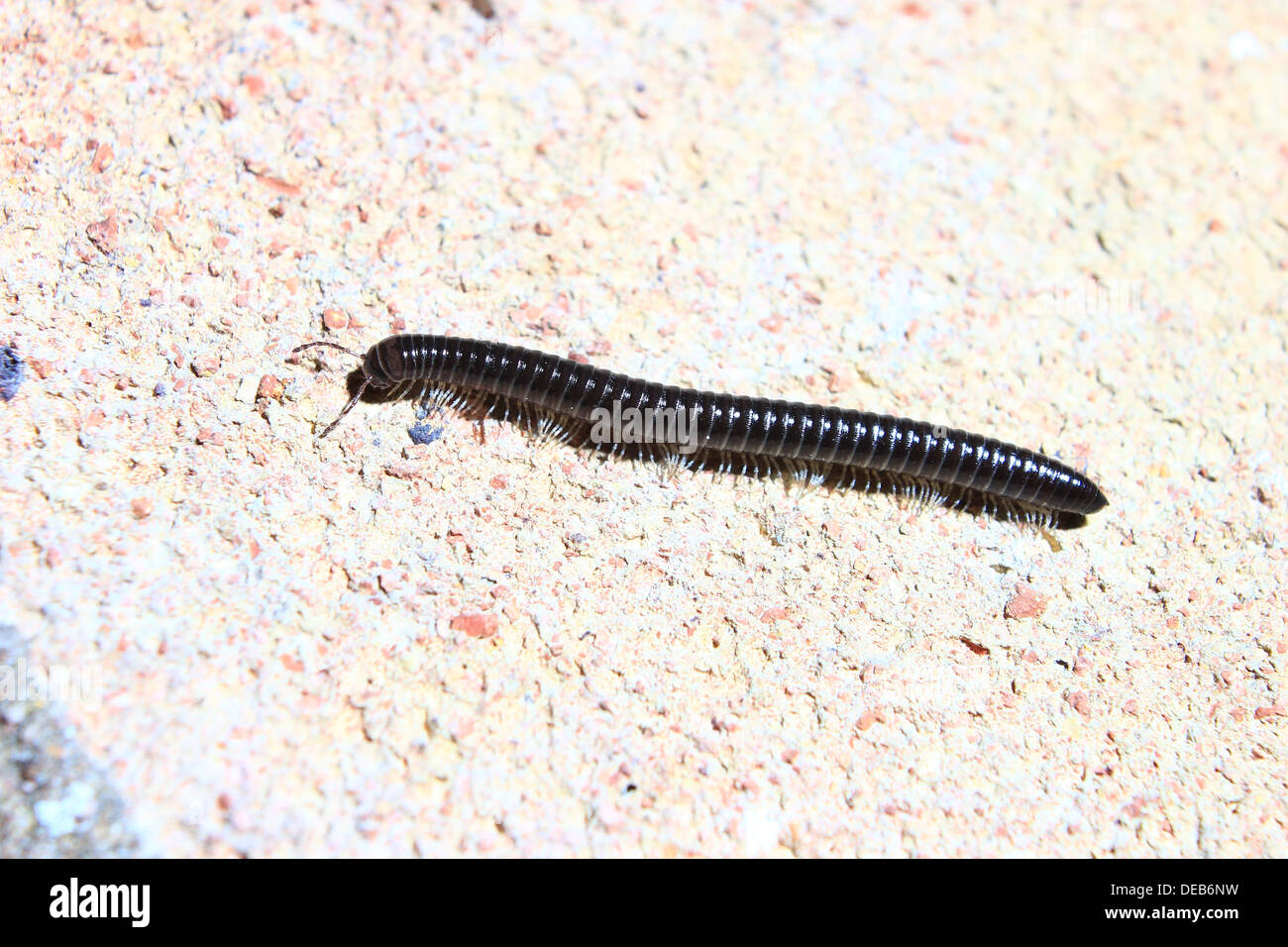 Garden millipede hi-res stock photography and images - Alamy