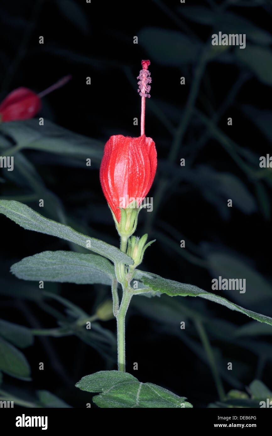 Wax/Red/Texas mallow/Drummond Wax-mallow/Mexican Apple/Manzanilla?Turk ...