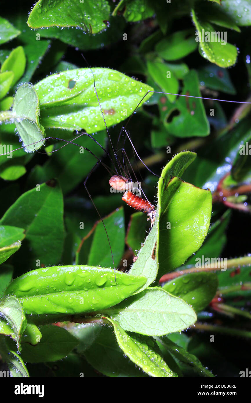 Harvestman leiobunum rotundum hi-res stock photography and images - Alamy