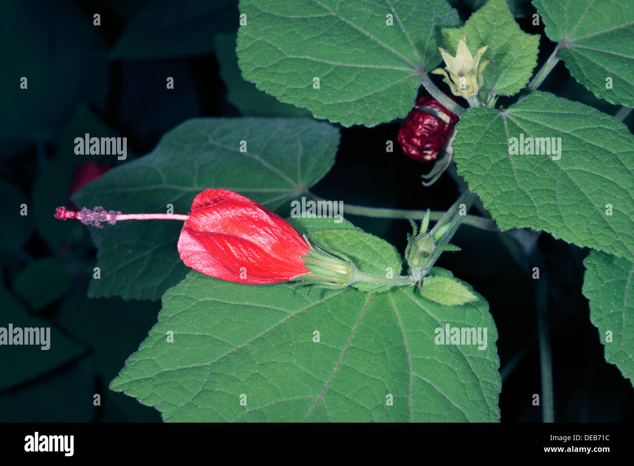 Wax/Red/Texas mallow/Drummond Wax-mallow/Mexican Apple/Manzanilla?Turk ...