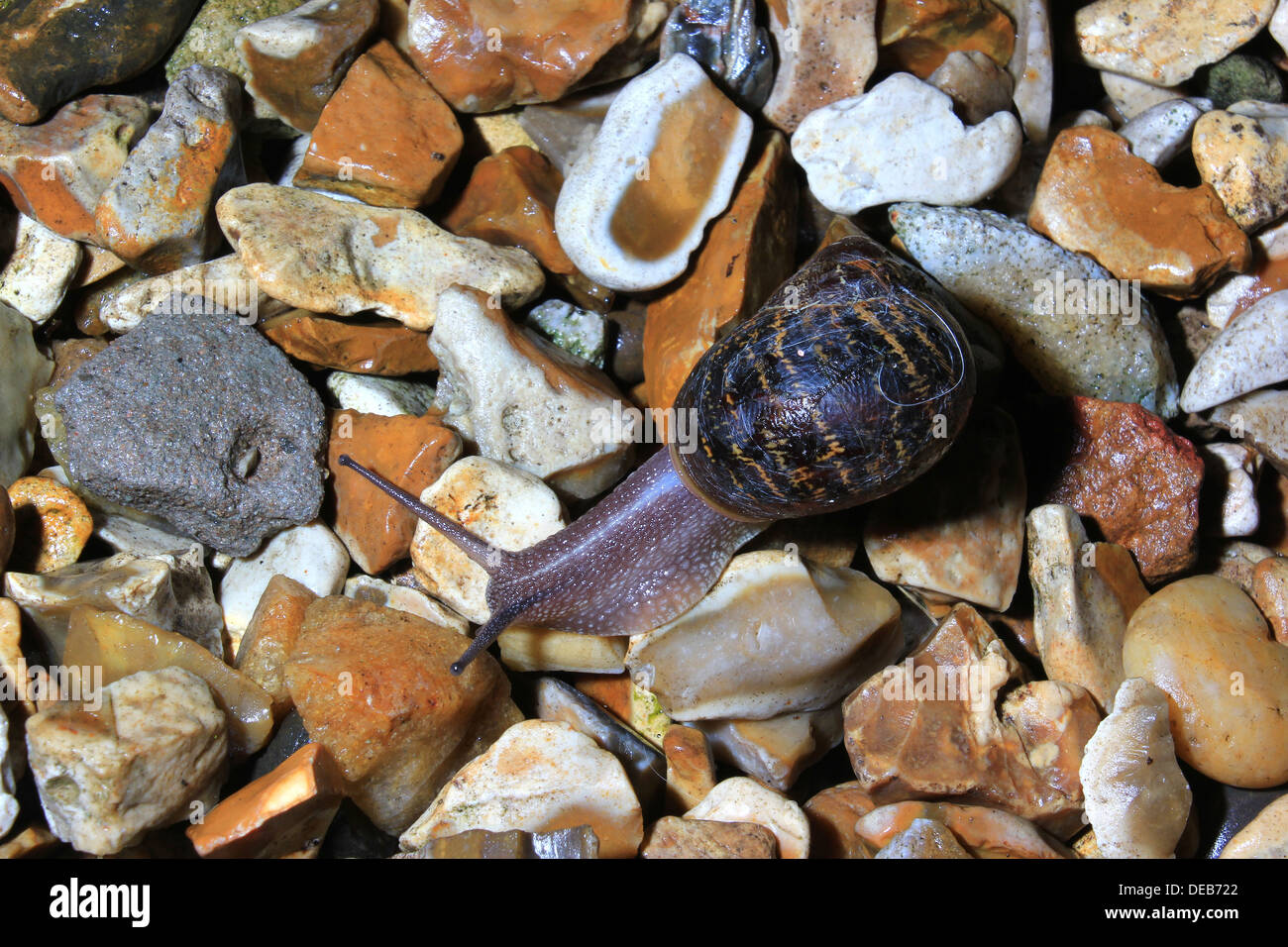 Common garden snail on path Stock Photo - Alamy