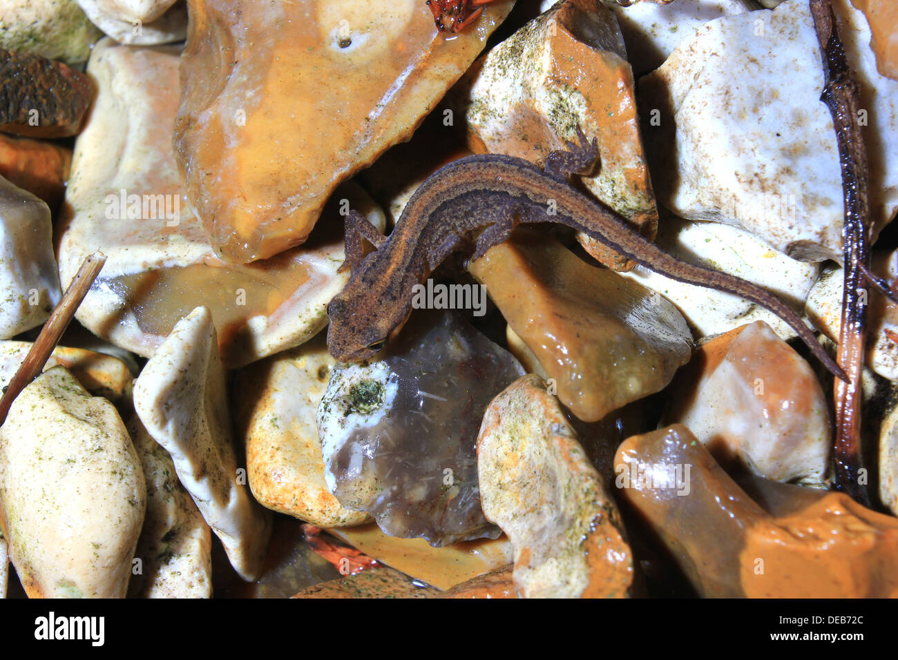 Great Crested Newt Uk High Resolution Stock Photography and Images - Alamy