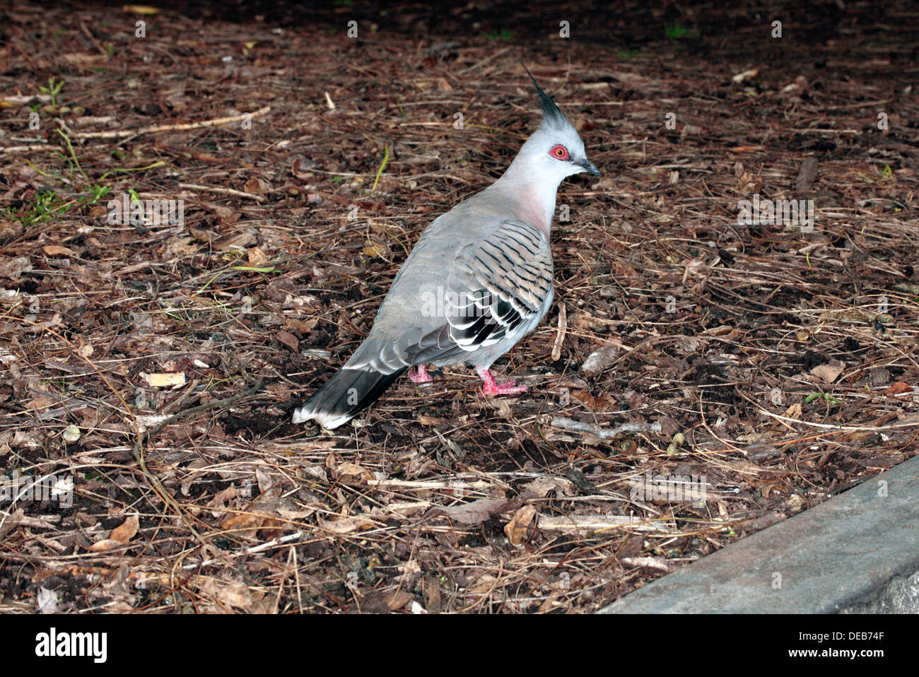 Australian topknot pigeon hi-res stock photography and images - Alamy