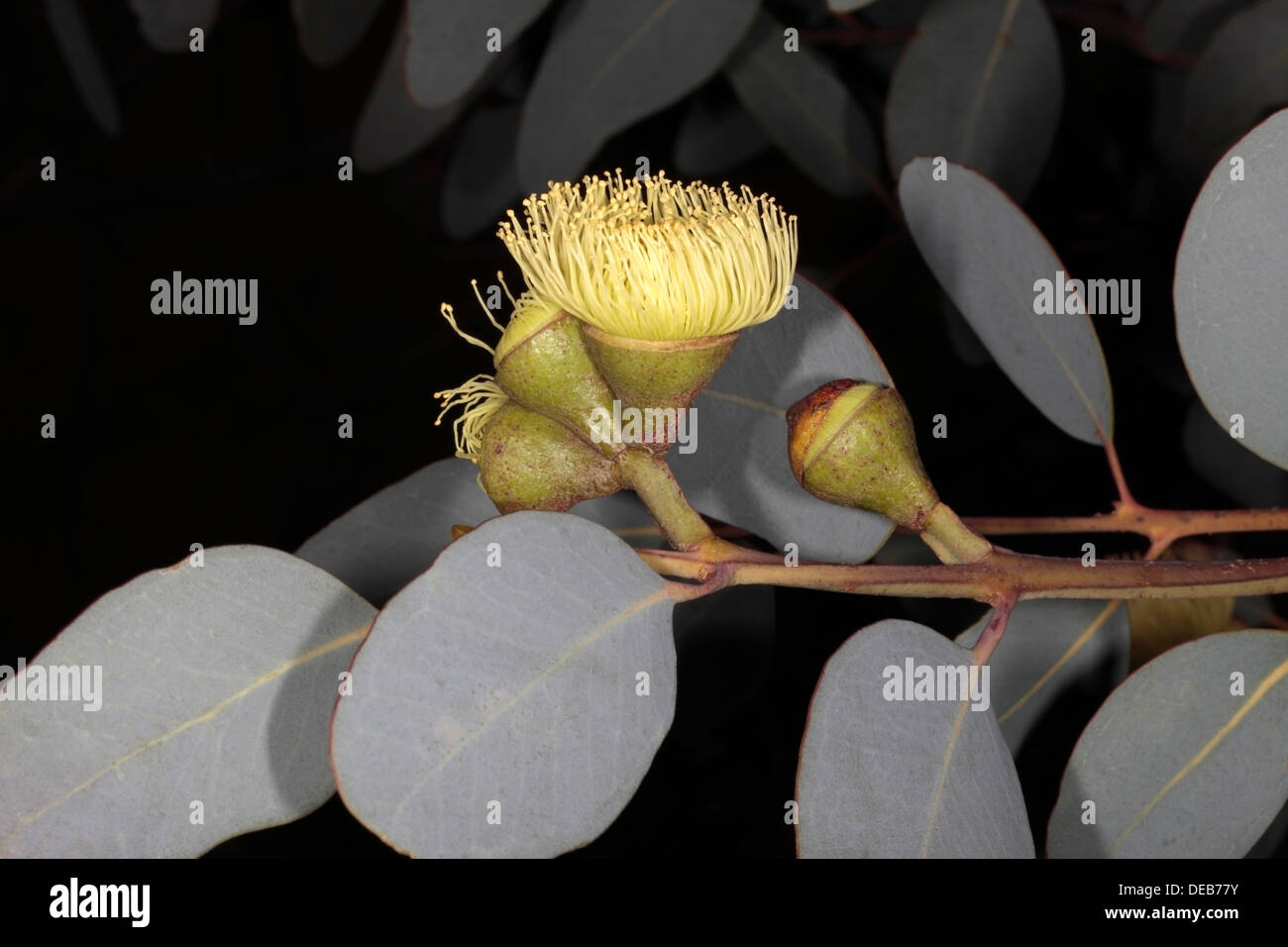 Mallee trees hi-res stock photography and images - Alamy