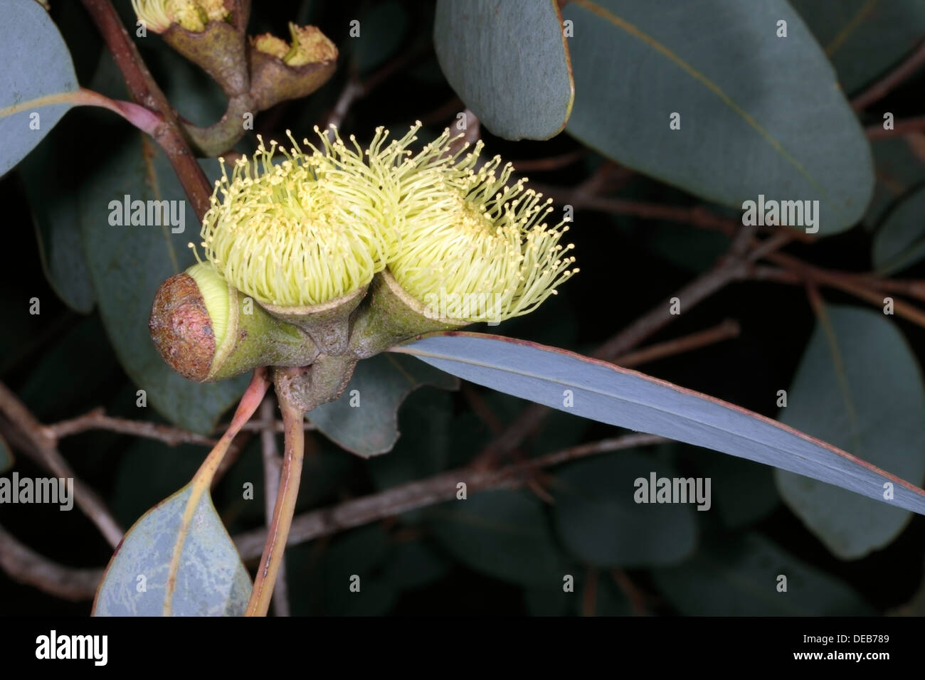 Mallee trees hi-res stock photography and images - Alamy