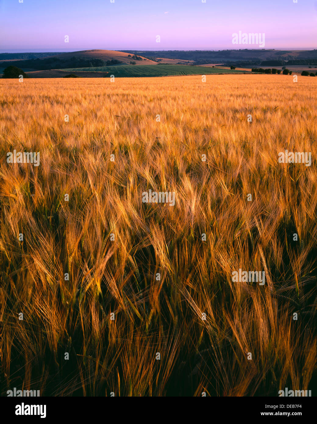 Barley at sunset growing on the South Downs at Chantry Post north of ...