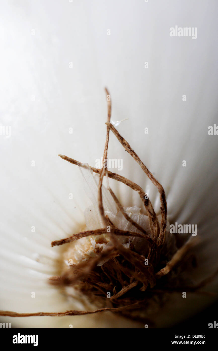 Onion roots hi-res stock photography and images - Alamy