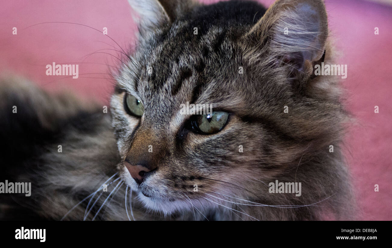 cat eyes face scary nose whiskers ears pink kitty Stock Photo - Alamy