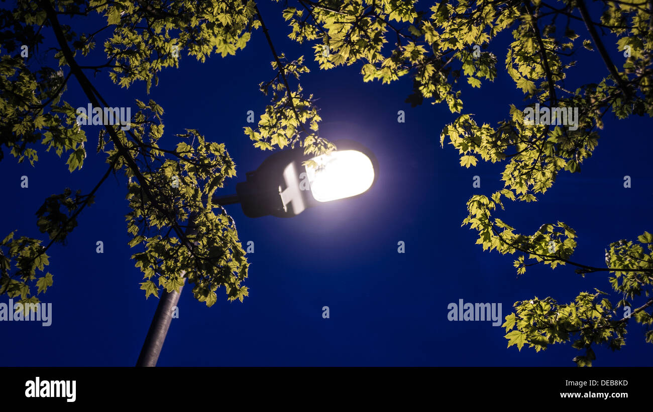 street lamp night yellow hint tree leafs branches Stock Photo - Alamy