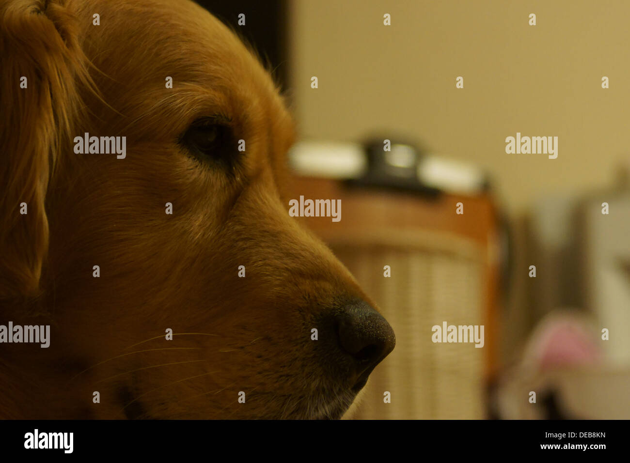 labrador golden retriever puppy face nose ear eye Stock Photo - Alamy