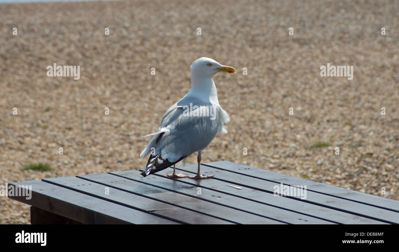 English seagull hi-res stock photography and images - Alamy