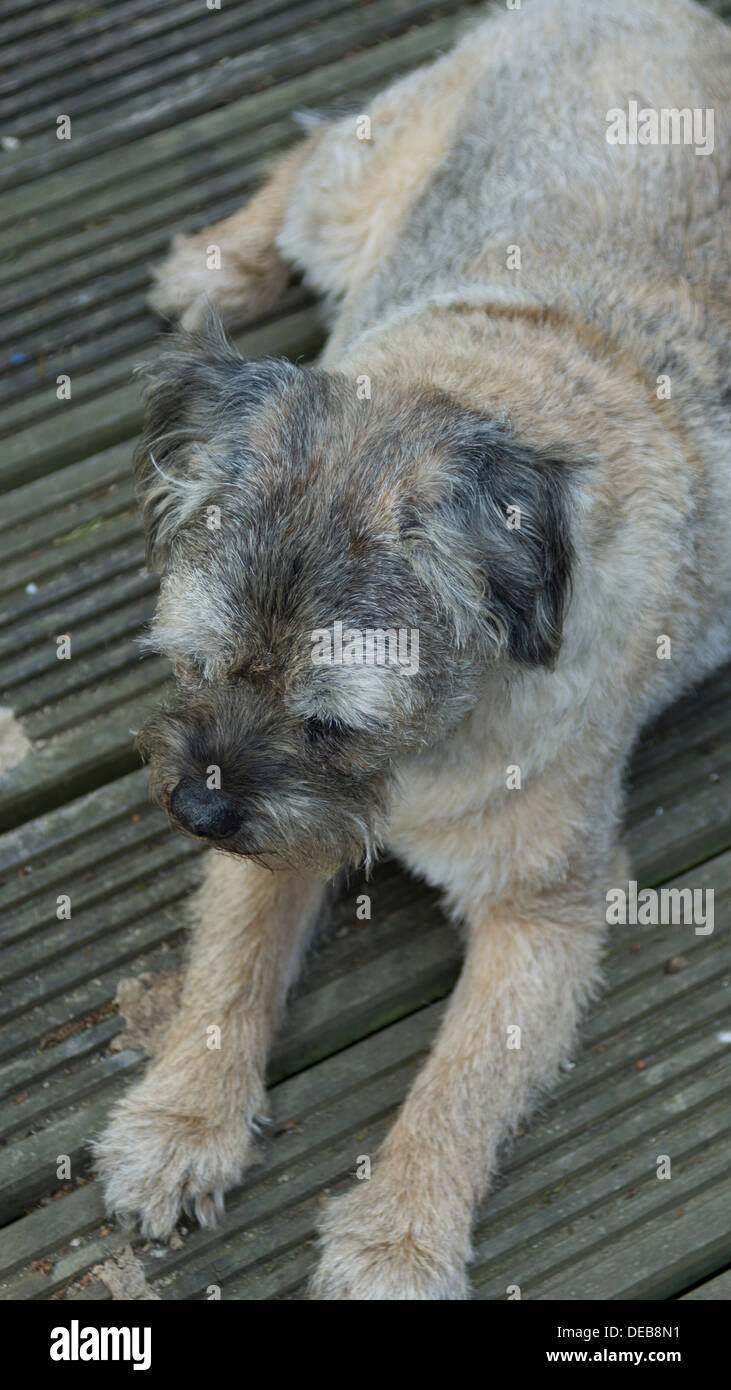 shaved border terrier short hair laying down Stock Photo - Alamy