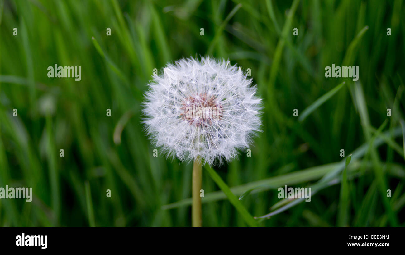 Seeding dandelion grass long plant dandelion hi-res stock photography ...
