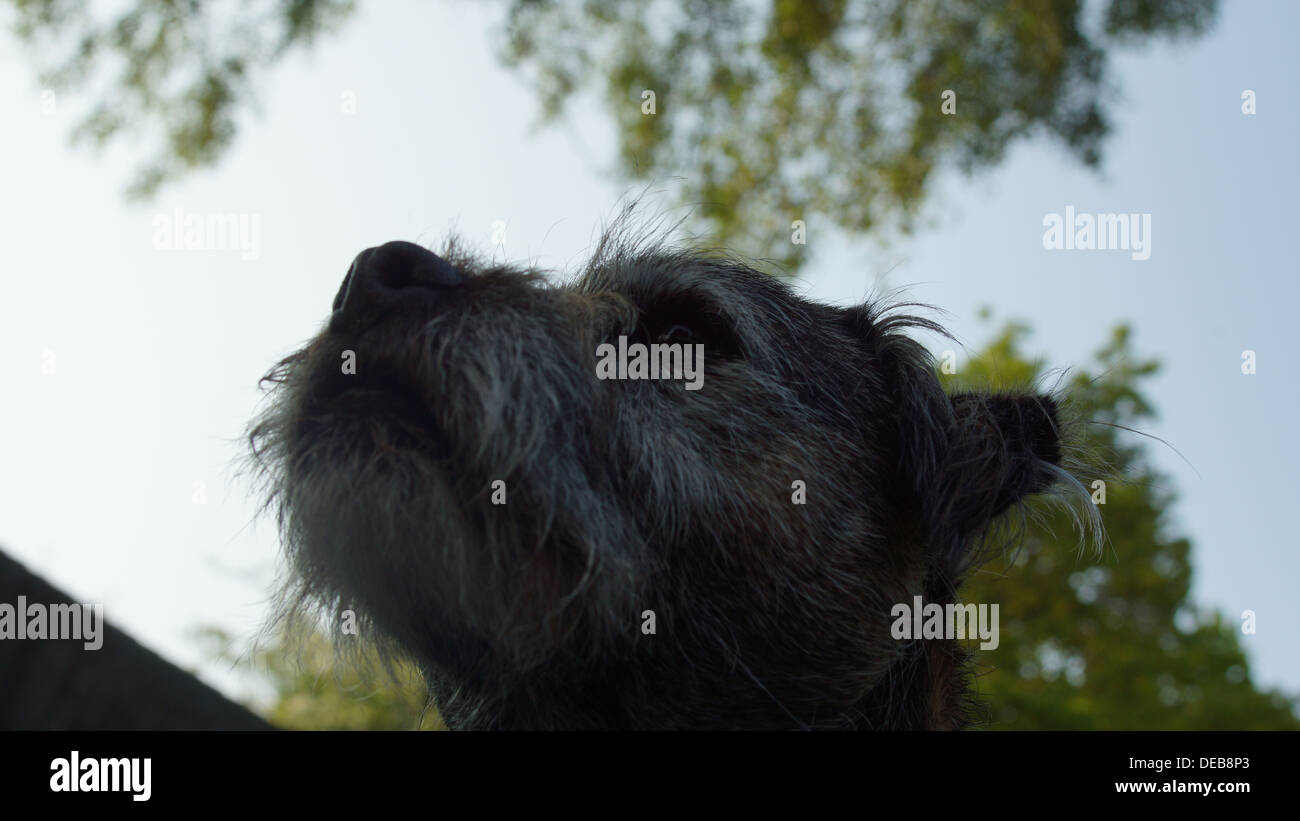 border terrier dog head face nose hair eyes smile Stock Photo - Alamy