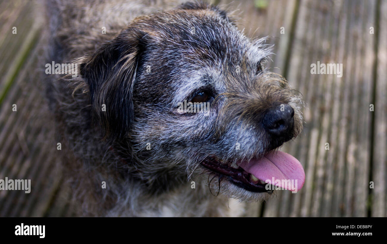 border terrier face tongue mouth nose eyes ears Stock Photo - Alamy