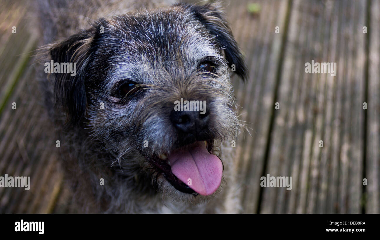 border terrier face tongue mouth nose eyes ears Stock Photo - Alamy