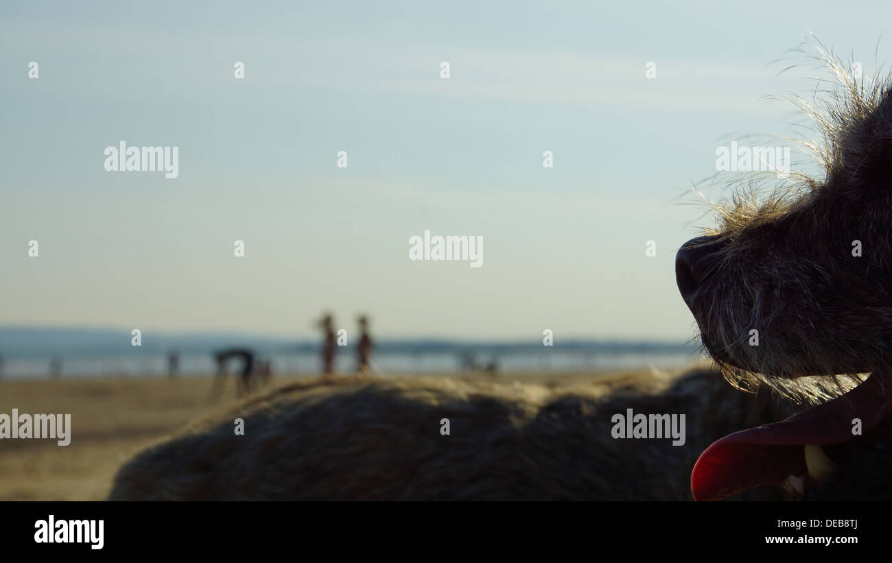 border terrier nose face tongue teeth sandy beach Stock Photo - Alamy