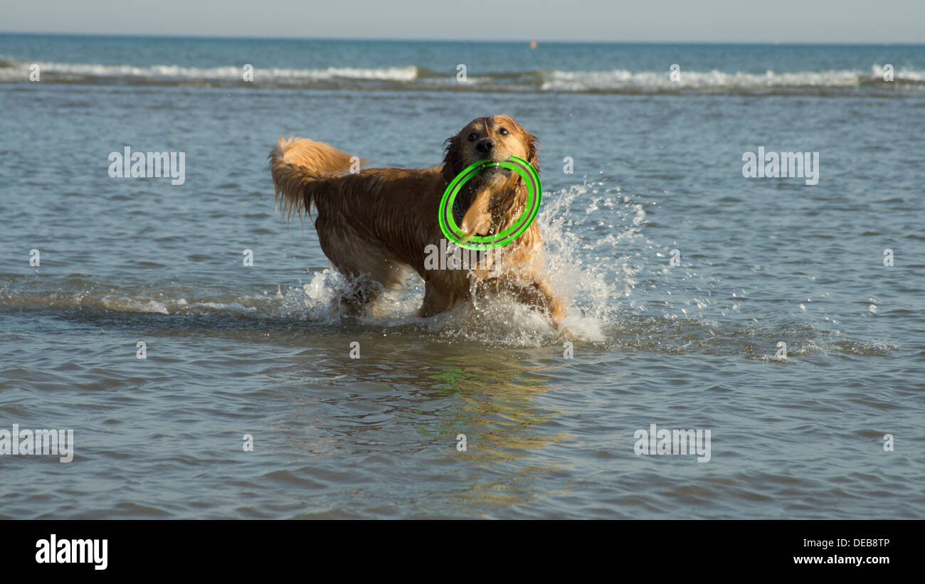 golden retriever labrador puppy dog frisbee beach Stock Photo - Alamy
