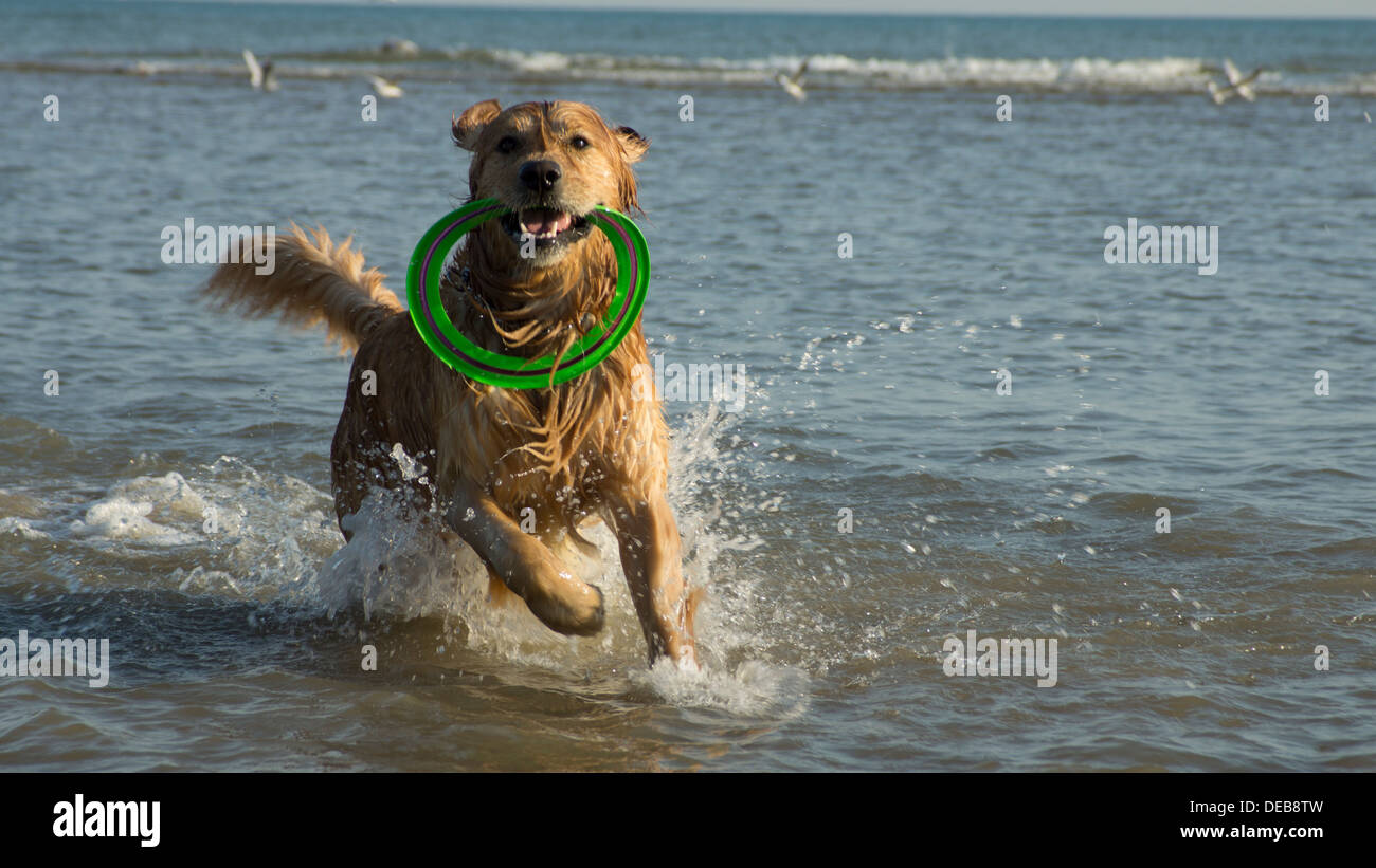 golden retriever labrador puppy dog frisbee beach Stock Photo - Alamy