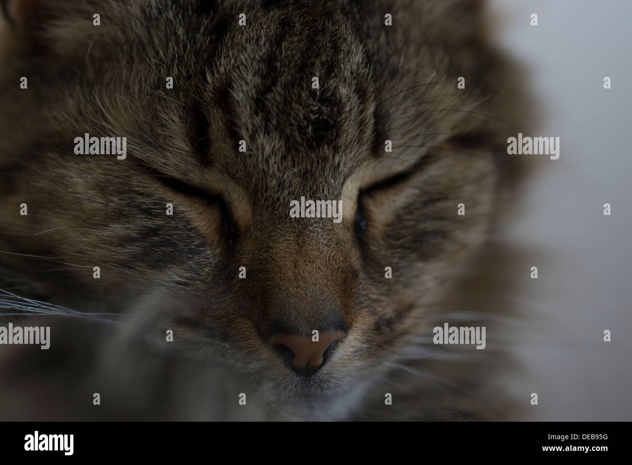 cat face sleeping closed eyes ears whiskers nose Stock Photo - Alamy