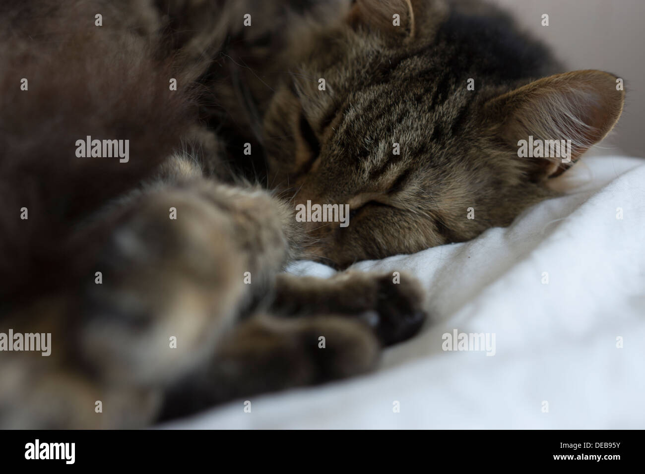 cat paws feet sleeping bed ears face body legs Stock Photo - Alamy