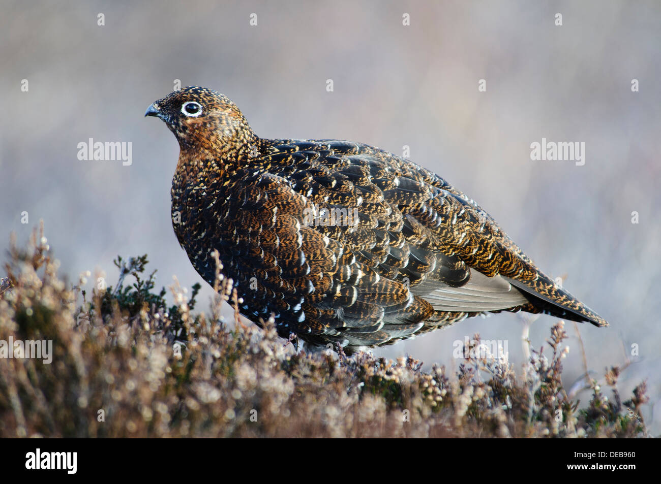 A female red grouse (Lagopus lagopus) walking up a heather coated ...