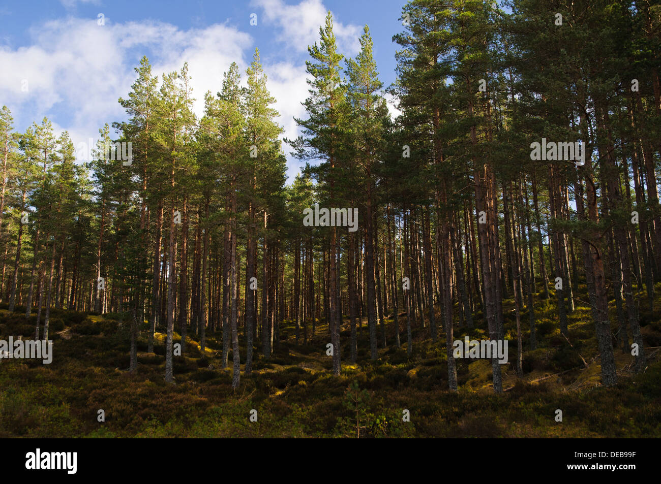 Conifer forest reserve hi-res stock photography and images - Alamy