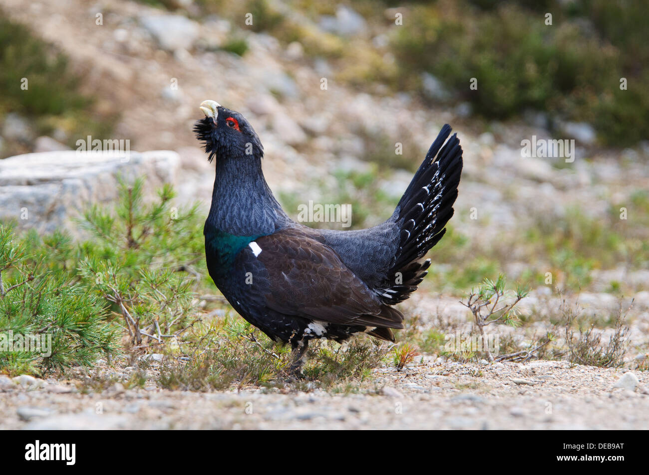 A male capercaille (Tetrao urogallus) performing his territorial ...