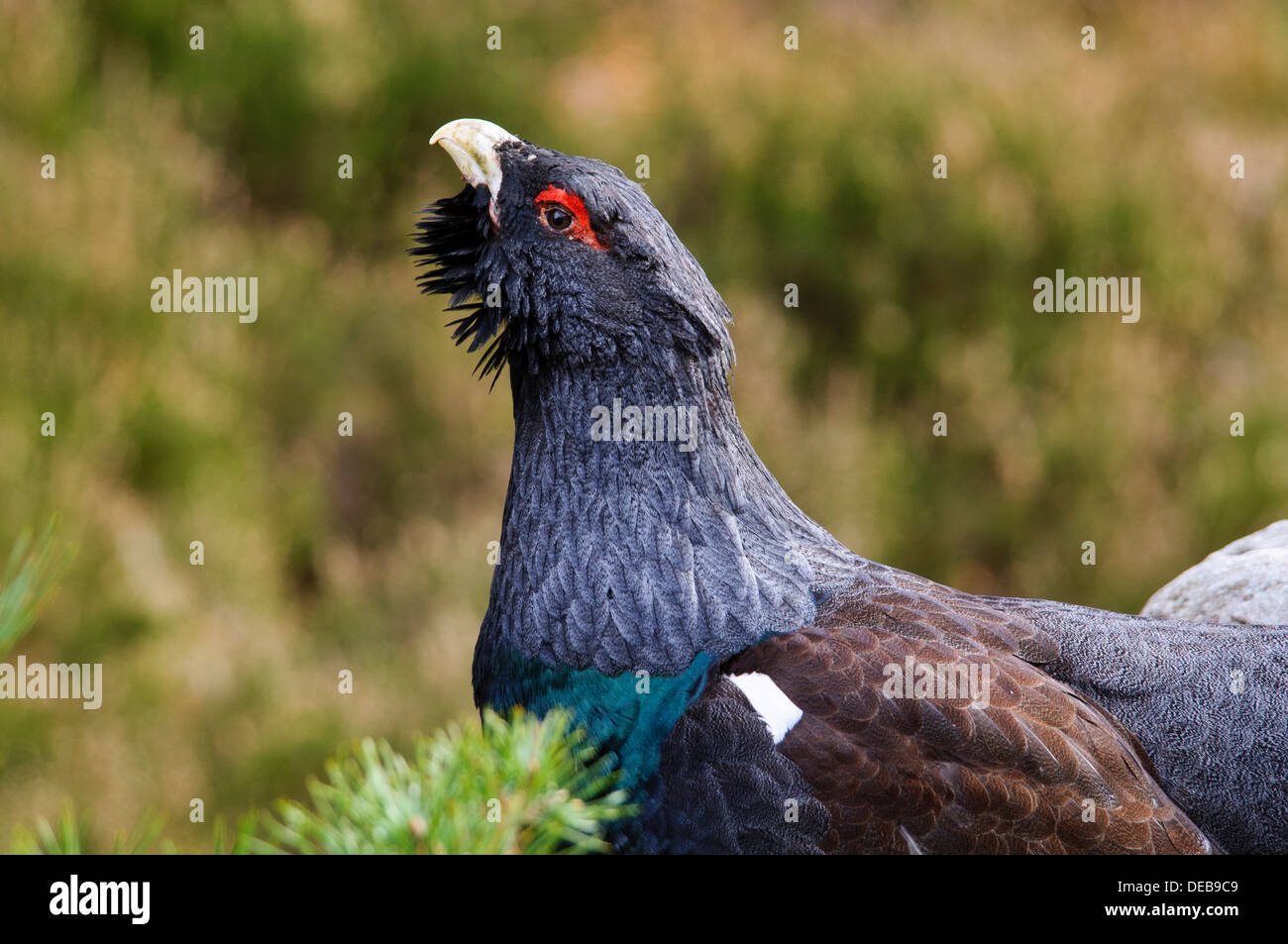 A male capercaille (Tetrao urogallus) performing his territorial ...