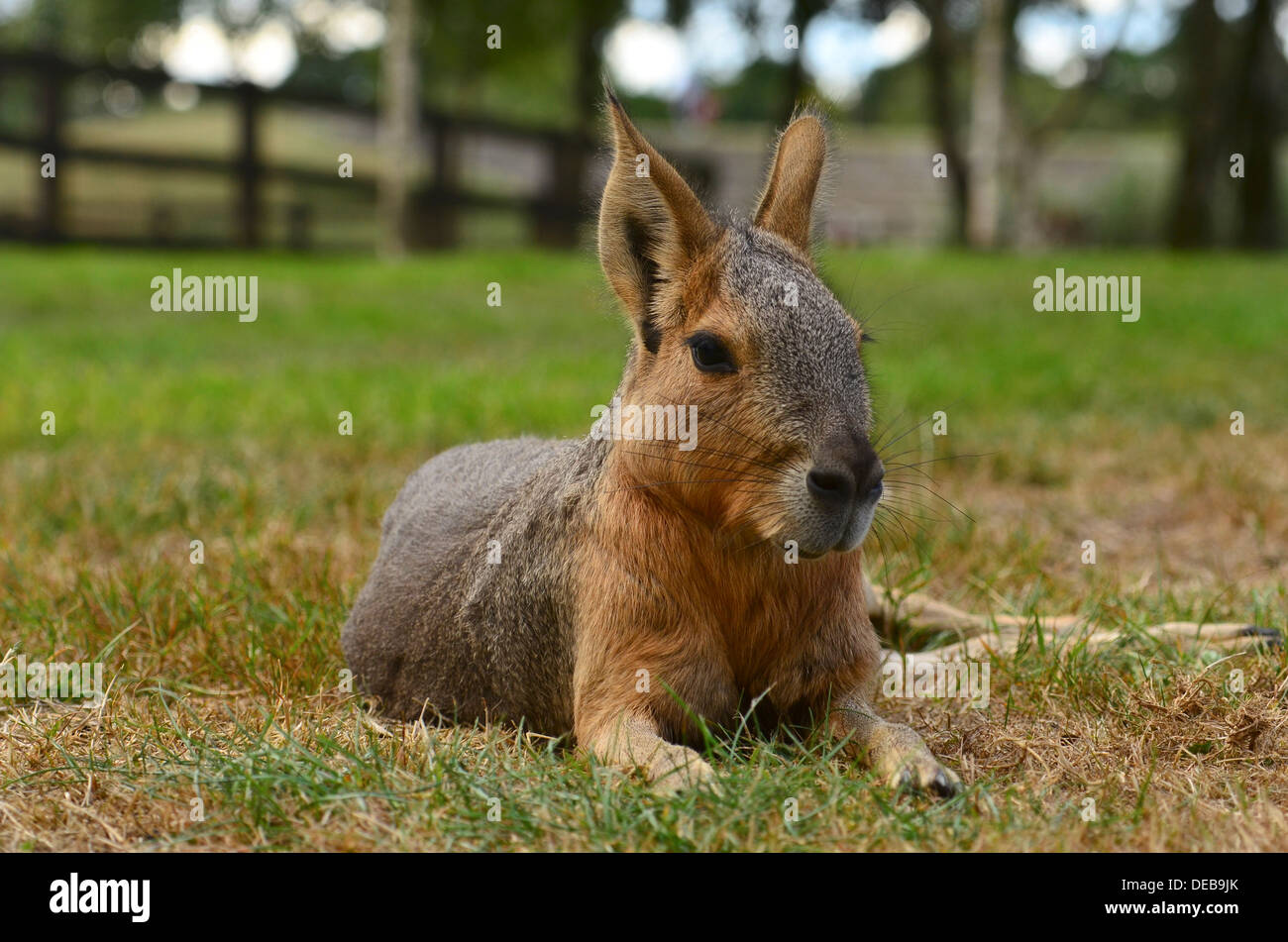 A Mara (Dolichotis) also known as Patagonian Cavy Stock Photo - Alamy