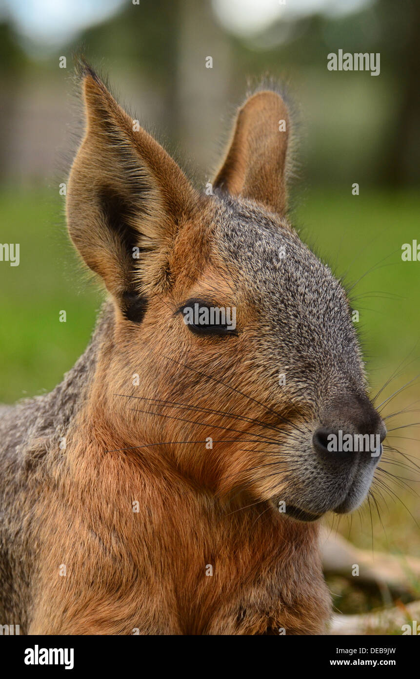 A Mara (Dolichotis) also known as Patagonian Cavy Stock Photo - Alamy