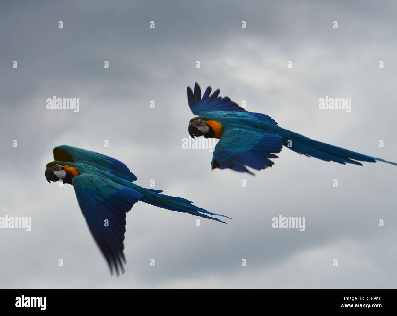 Feathers of a blue and gold macaw ara ararauna hi-res stock photography ...
