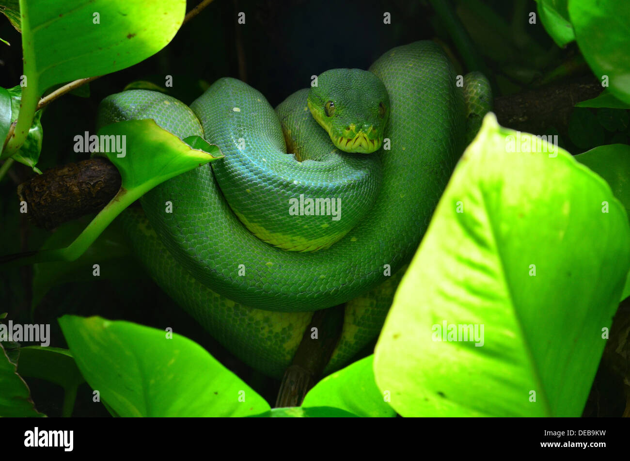 Green tree python, Morelia viridis (EDITORIAL USE ONLY Stock Photo - Alamy