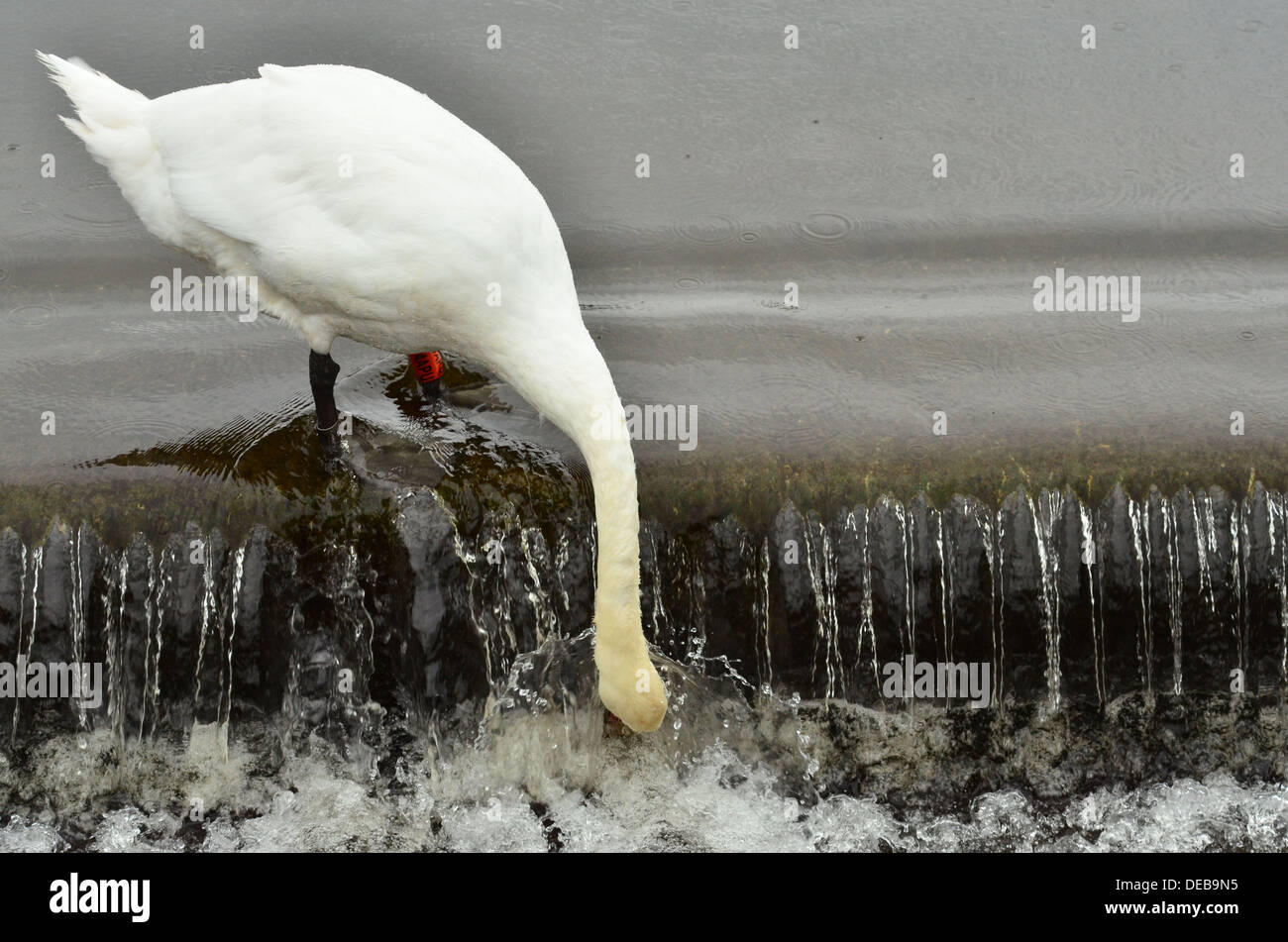 swan feeding at a waterfall Stock Photo - Alamy