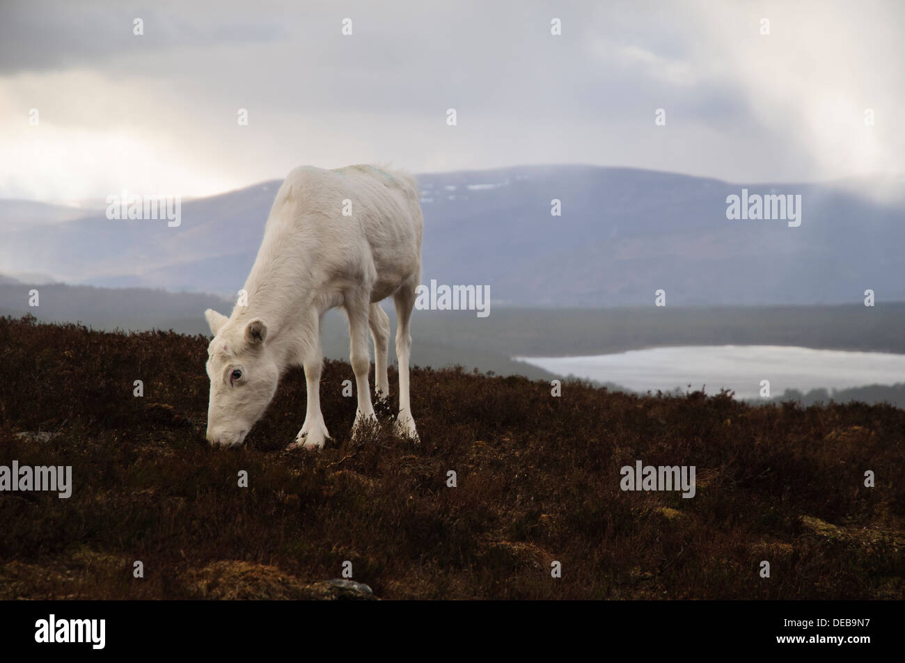 A reindeer (Rangifer tarandus) without antlers, browsing on heather ...