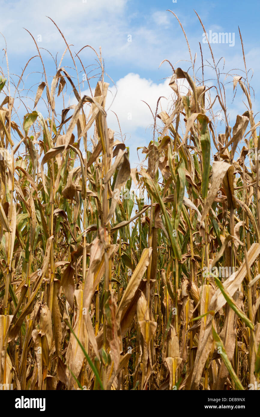 What Is A Cornstalk