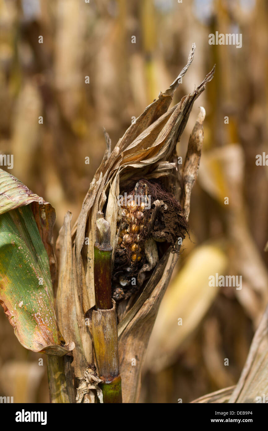 The grain ripens hi-res stock photography and images - Alamy