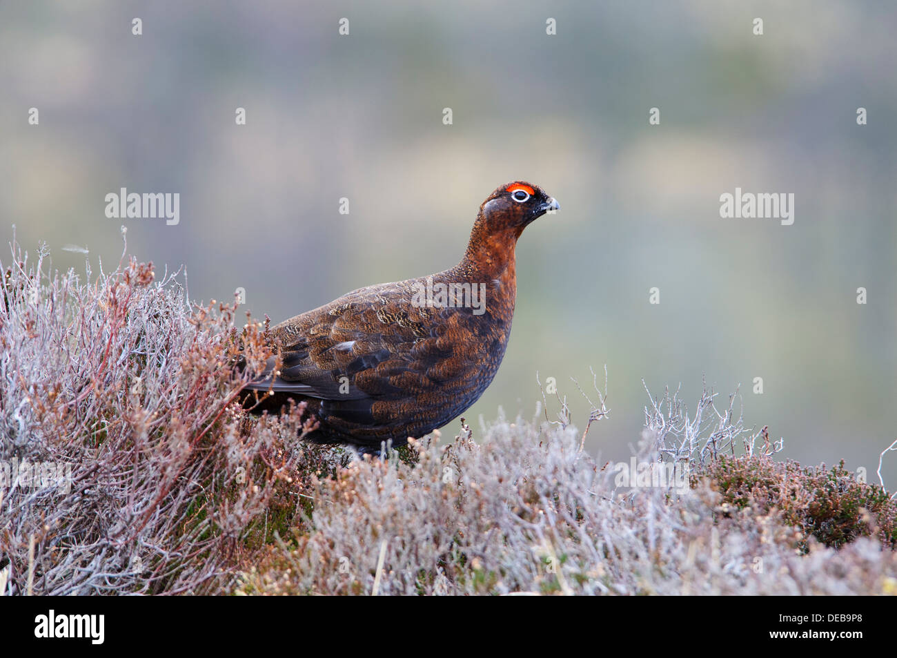 Male red grouse in flight hi-res stock photography and images - Alamy