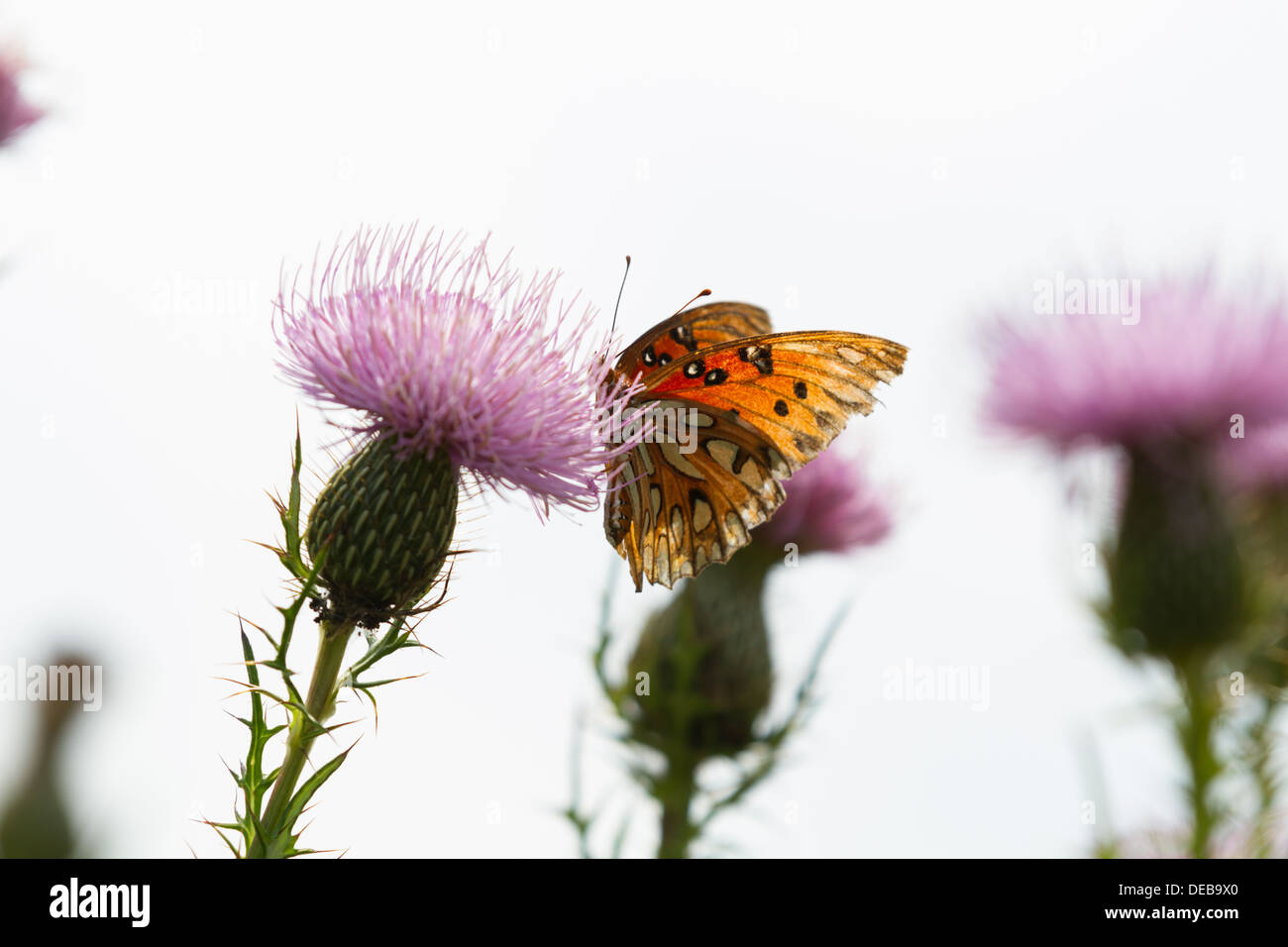 Orange fritillary butterfly hi-res stock photography and images - Alamy